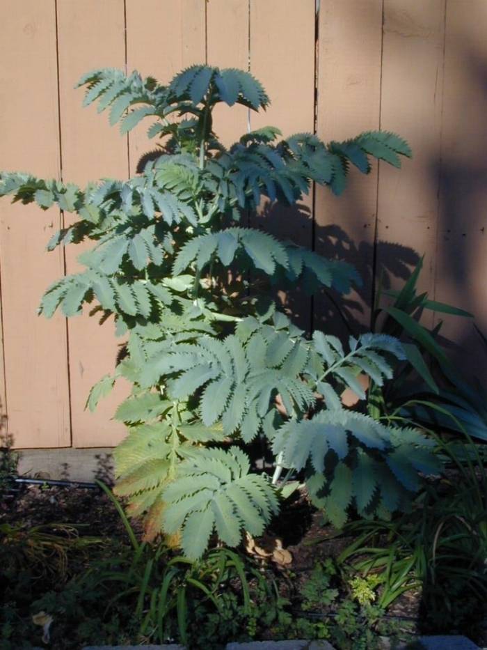 Melianthus major - Honey Bush | PlantMaster