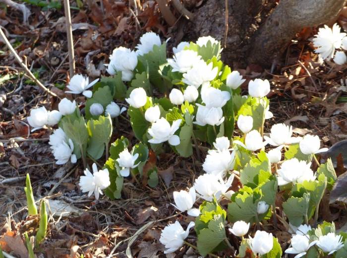 Sanguinaria canadensis - Bloodroot | PlantMaster