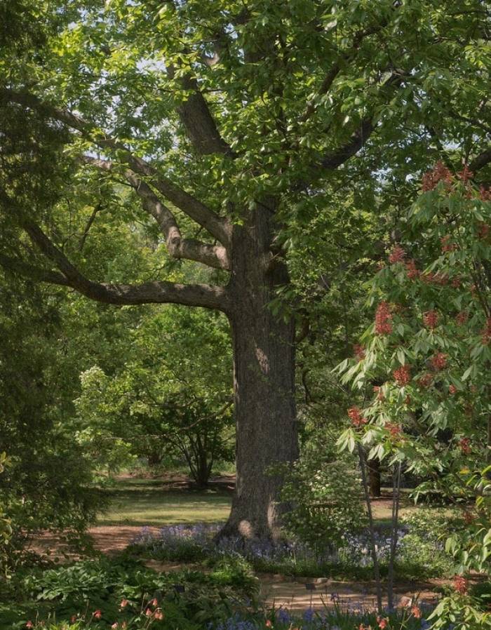 Swamp Chestnut Oak Tree Chestnut Oak Cornwall Conservation Trust