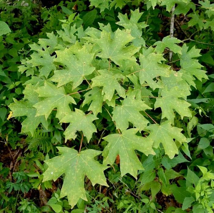 Acer floridanum - Florida Maple | PlantMaster