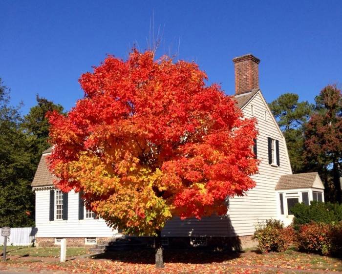 Acer floridanum - Florida Maple | PlantMaster