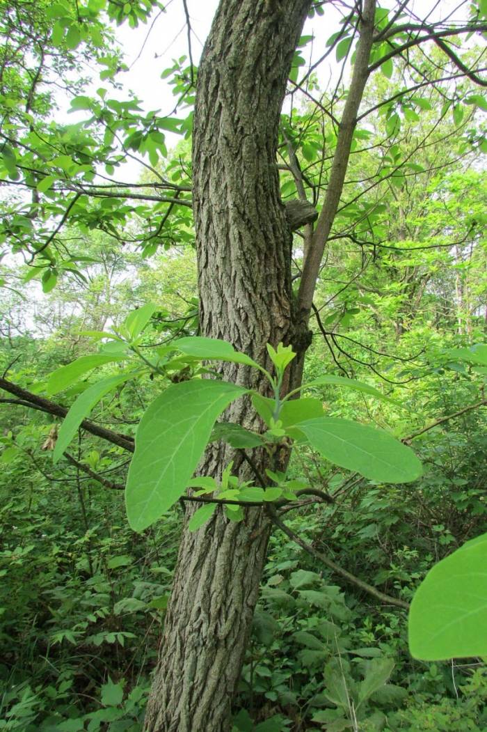 Sassafras albidum - Sassafras | PlantMaster