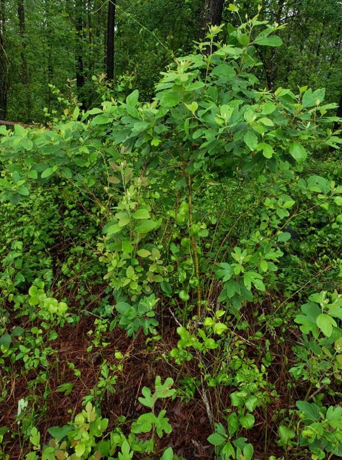 Sassafras albidum - Sassafras | PlantMaster