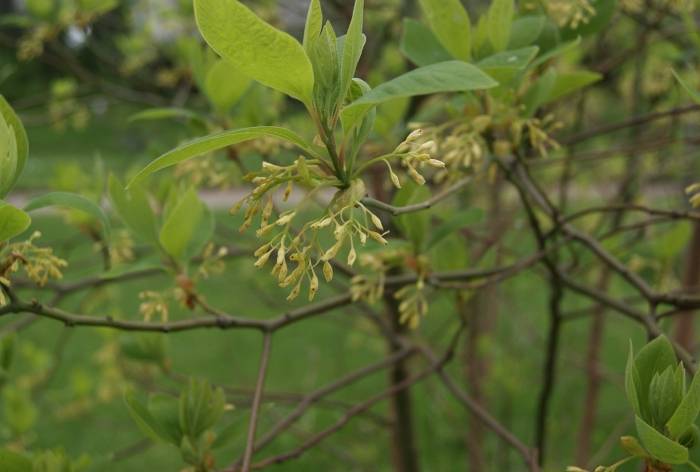 Sassafras albidum - Sassafras | PlantMaster
