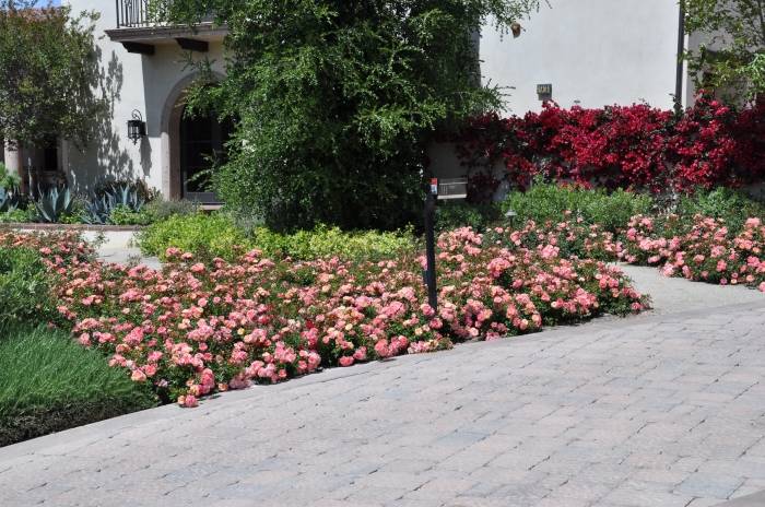 Rosa Flower Carpet Apple Blossom - Apple Blossom Carpet Rose | PlantMaster
