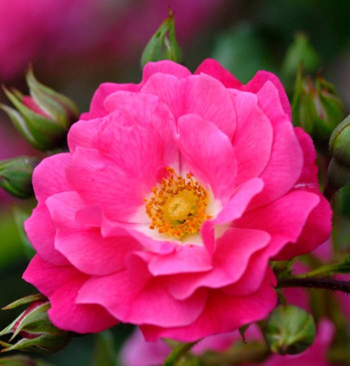 Pink Flower Carpet Wallpaper Rosa Flower Carpet Sunset Beechmount