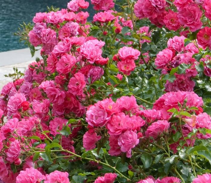 Rosa Gras Tapete