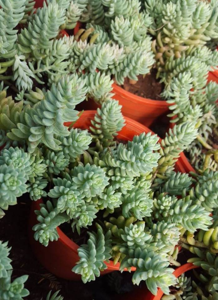 Sedum rupestre 'Silver' - Silver Stonecrop | PlantMaster