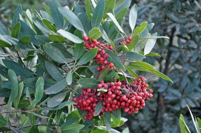 Heteromeles arbutifolia - Toyon | PlantMaster