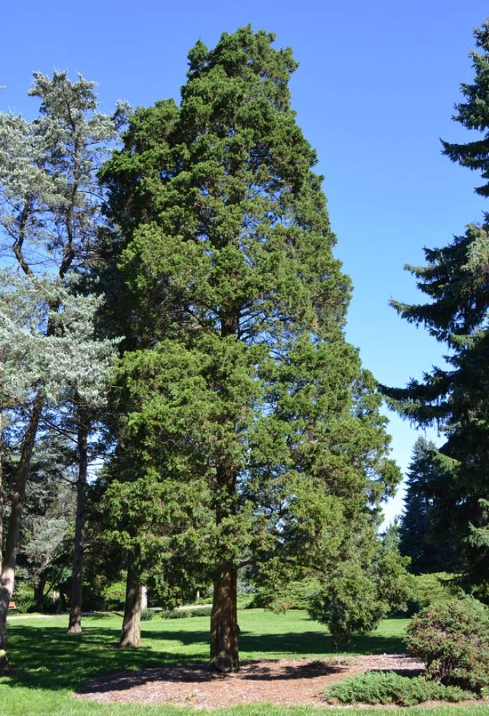 Columnar Chinese Juniper Juniperus Chinensis 'Spartan' (Chinese