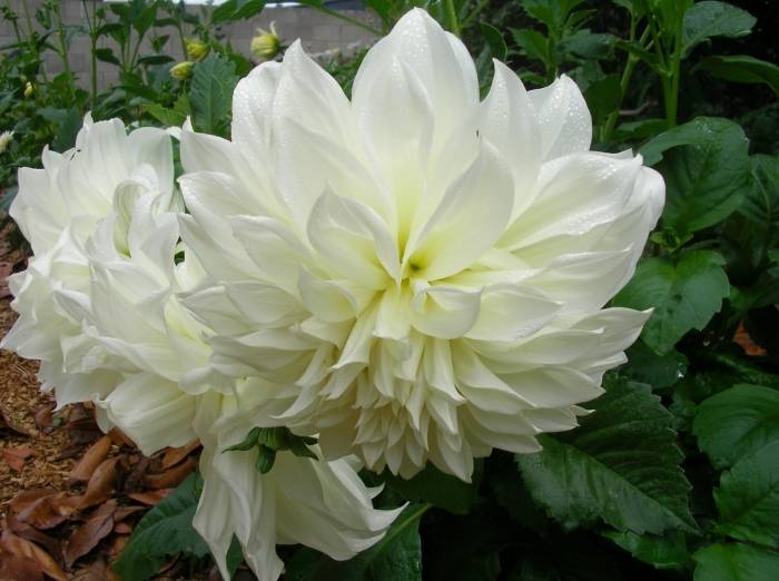 Dahlia 'Fleurel' - Fleurel Dahlia | PlantMaster