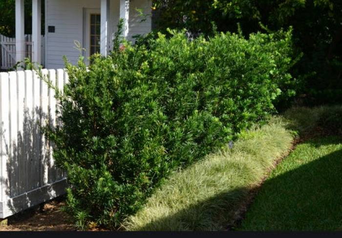 Plants Floral & Garden Crafts Pringles Yew Podocarpus Japanese Yew Home ...