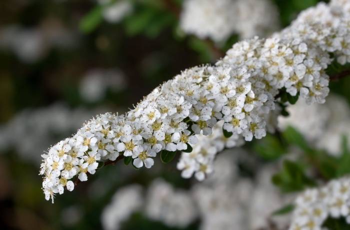 Spiraea arguta - Bridal Wreath Spirea | PlantMaster