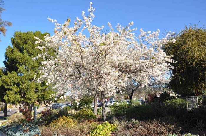 Pyrus kawakamii - Evergreen Pear | PlantMaster