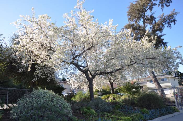 Pyrus kawakamii - Evergreen Pear | PlantMaster