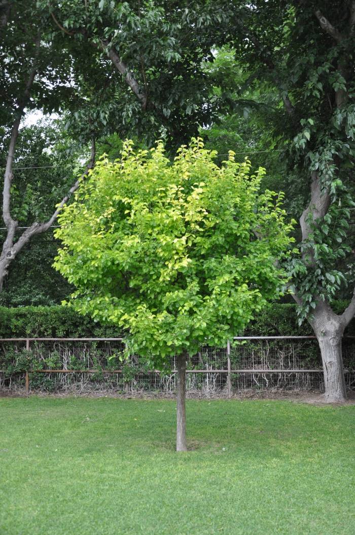 Pyrus kawakamii - Evergreen Pear | PlantMaster