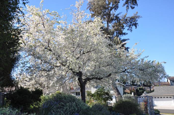 Pyrus kawakamii - Evergreen Pear | PlantMaster