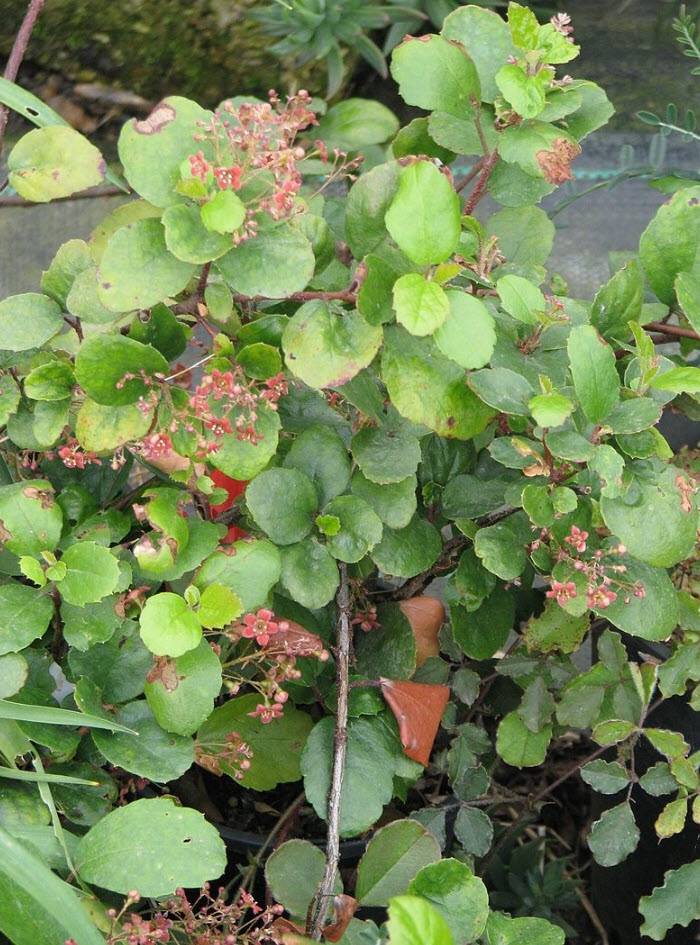 Ribes viburnifolium - Catalina Evergreen Currant | PlantMaster