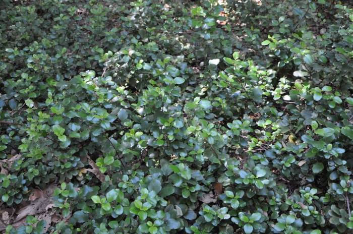Ribes viburnifolium - Catalina Evergreen Currant | PlantMaster