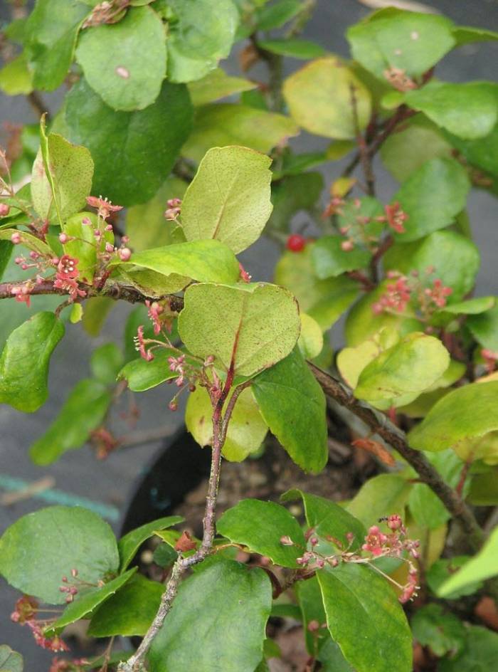 Ribes viburnifolium - Catalina Evergreen Currant | PlantMaster