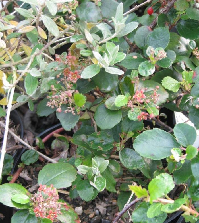 Ribes viburnifolium - Catalina Evergreen Currant | PlantMaster