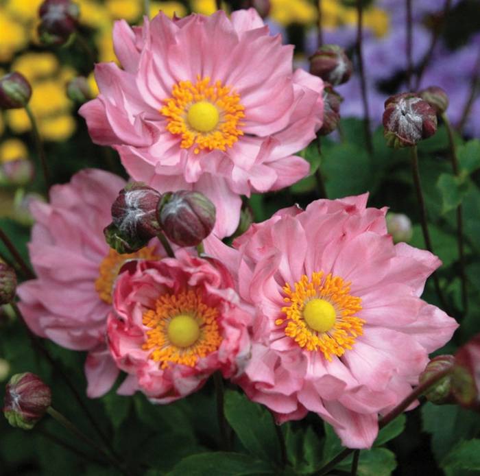 Anemone hybrids - Hybrid Anemone | PlantMaster