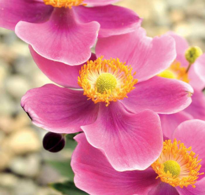 Anemone hybrids - Hybrid Anemone | PlantMaster