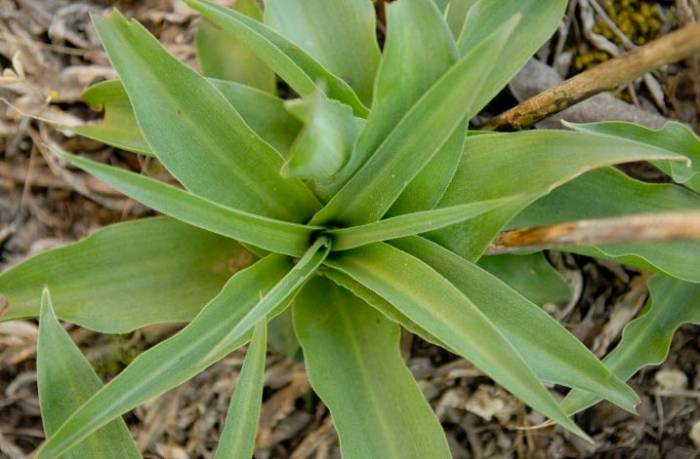 Manfreda virginica - False Aloe | PlantMaster