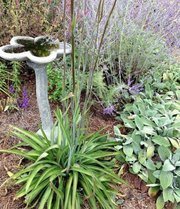 Manfreda virginica - False Aloe | PlantMaster