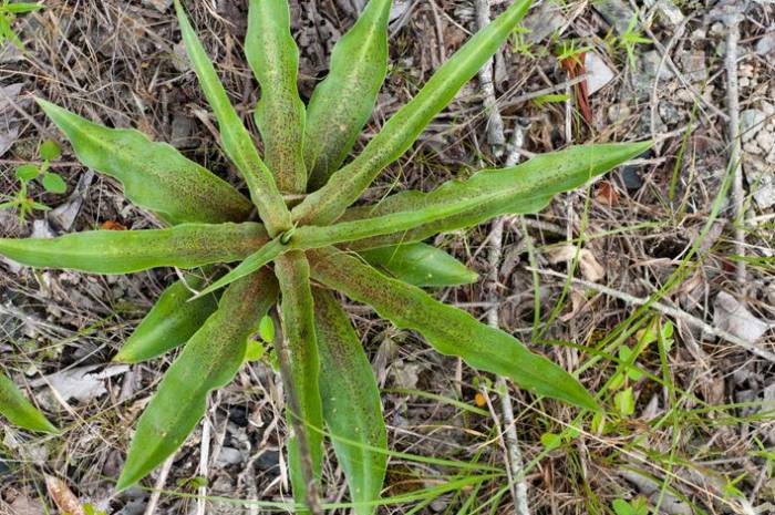 Manfreda virginica - False Aloe | PlantMaster