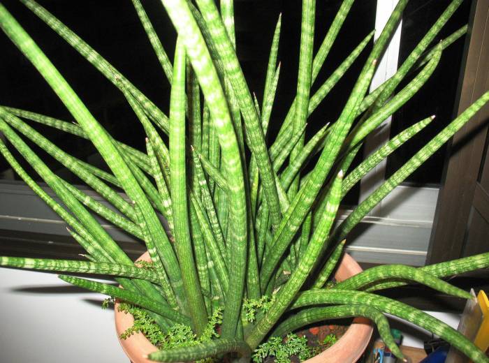 Sansevieria suffruticosa - Bowstring Hemp | PlantMaster