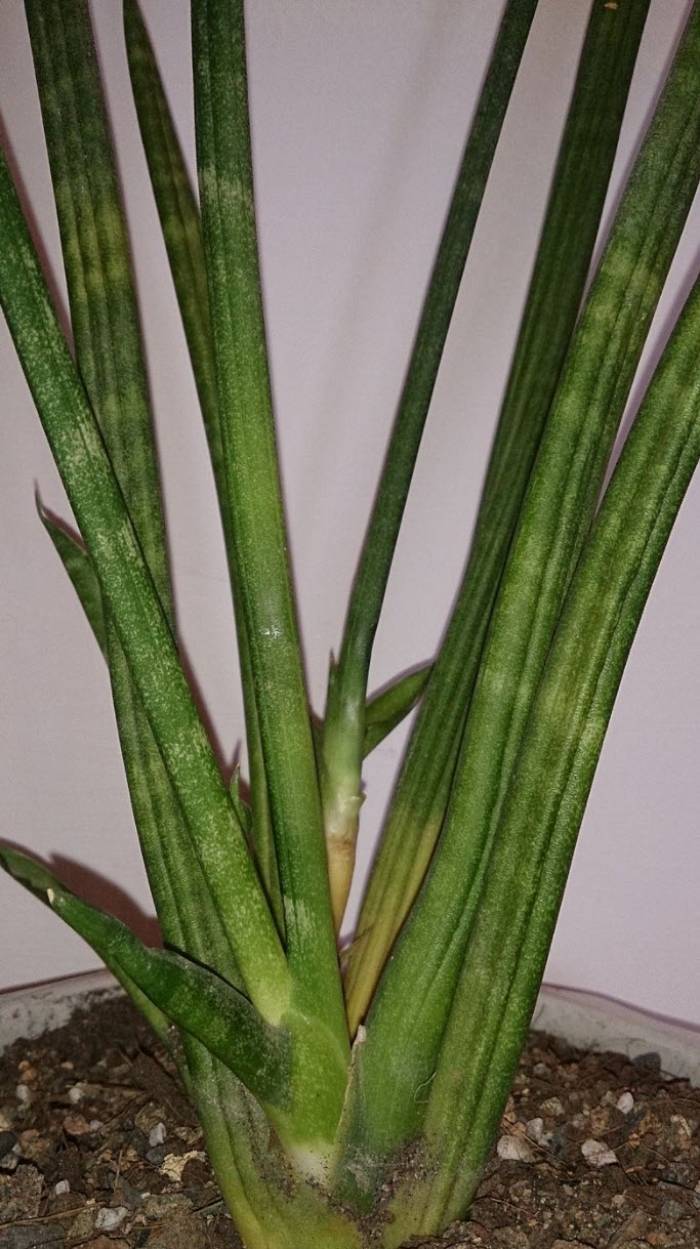 Sansevieria suffruticosa - Bowstring Hemp | PlantMaster