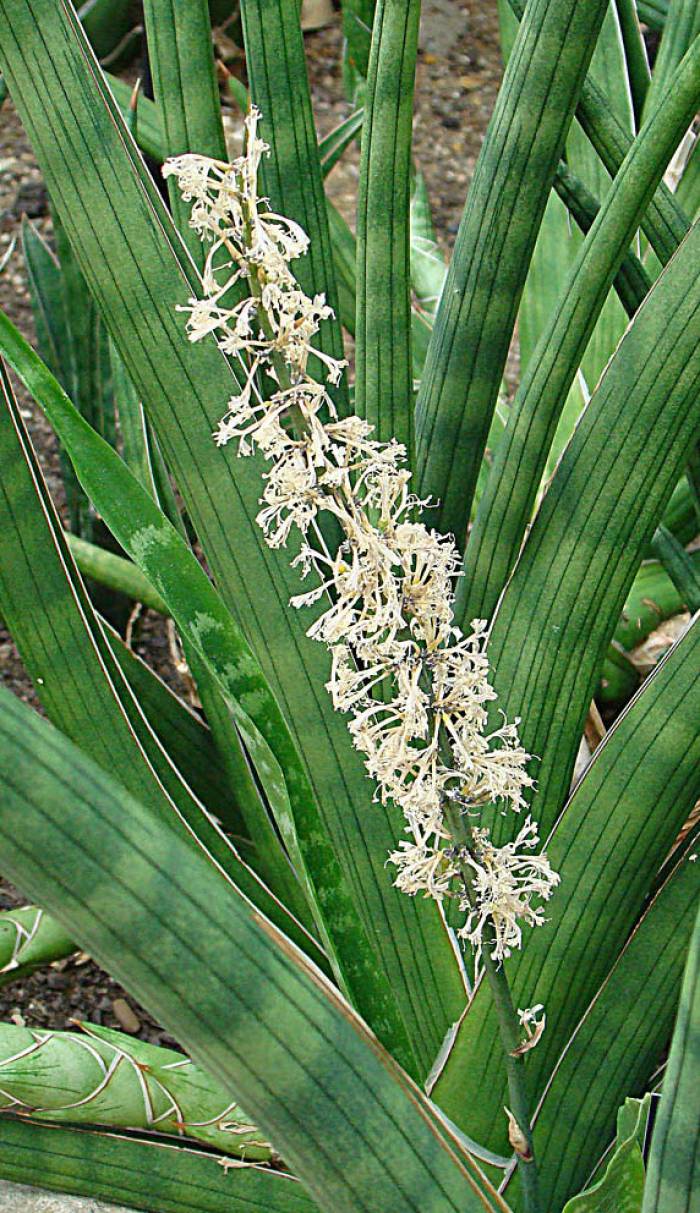 Sansevieria suffruticosa - Bowstring Hemp | PlantMaster