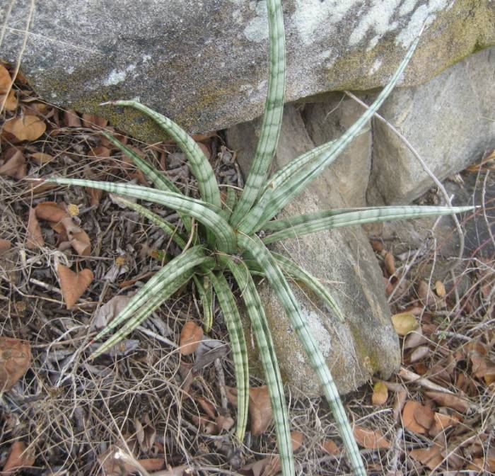 Sansevieria suffruticosa - Bowstring Hemp | PlantMaster