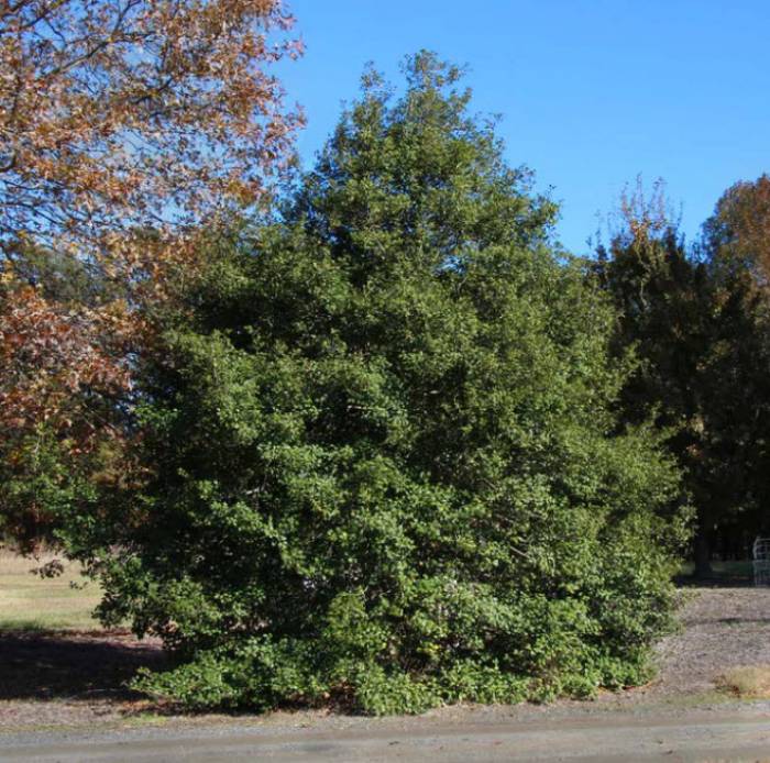 Ilex opacca ‘Greenleaf’ - Holly Greenleaf | PlantMaster