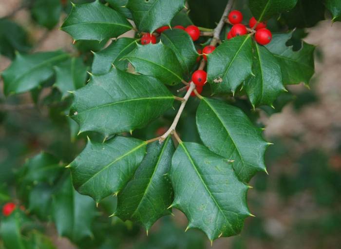 Ilex opacca ‘Greenleaf’ - Holly Greenleaf | PlantMaster