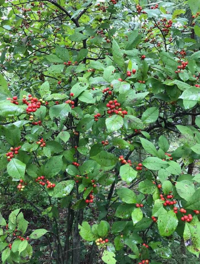Ilex verticillata 'Apollo' - Apollo Winterberry | PlantMaster