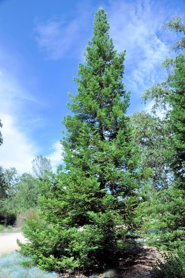 Sequoia sempervirens - Coast Redwood | PlantMaster