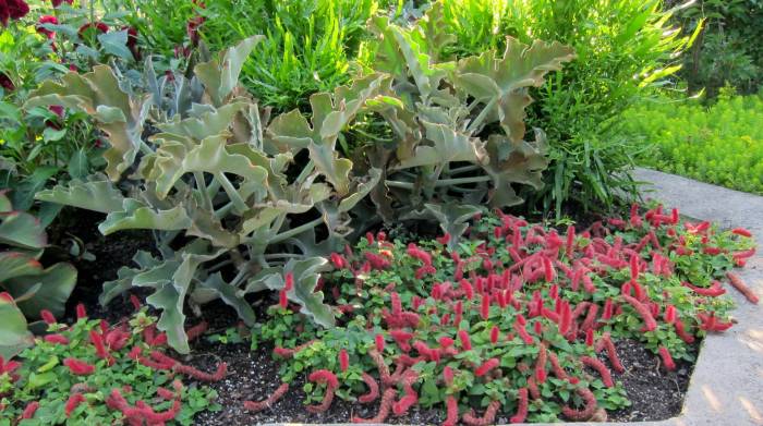 Acalypha pendula - Dwarf Trailing Chenille | PlantMaster