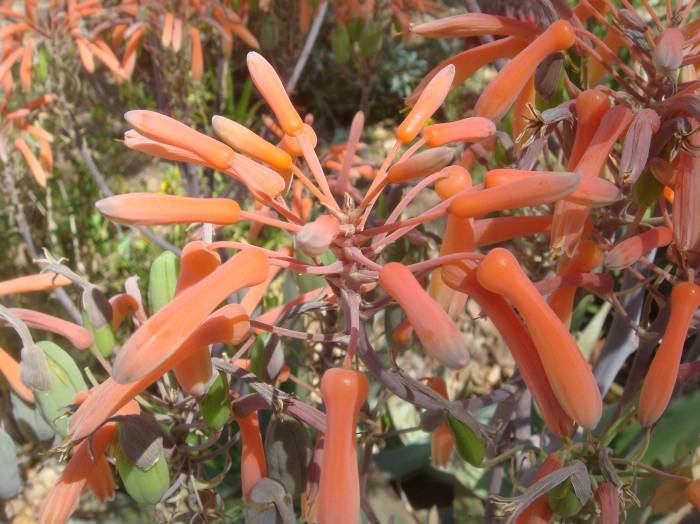 Aloe distans - Jeweled Aloe | PlantMaster