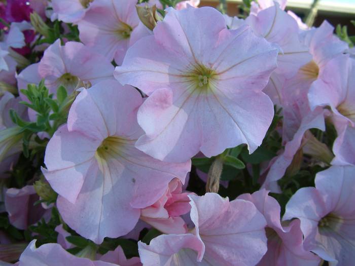 Petunia hybrids - Petunia Hybrids | PlantMaster
