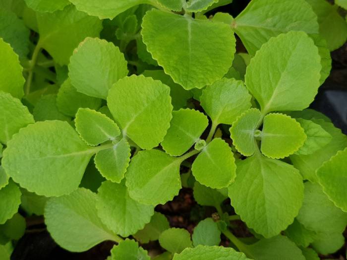 Plectranthus amboinicus - Cuban Oregano | PlantMaster