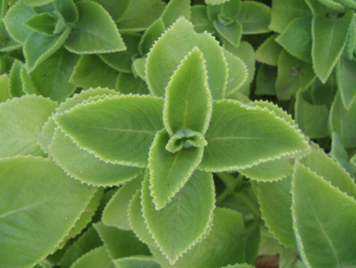 Plectranthus amboinicus - Cuban Oregano | PlantMaster