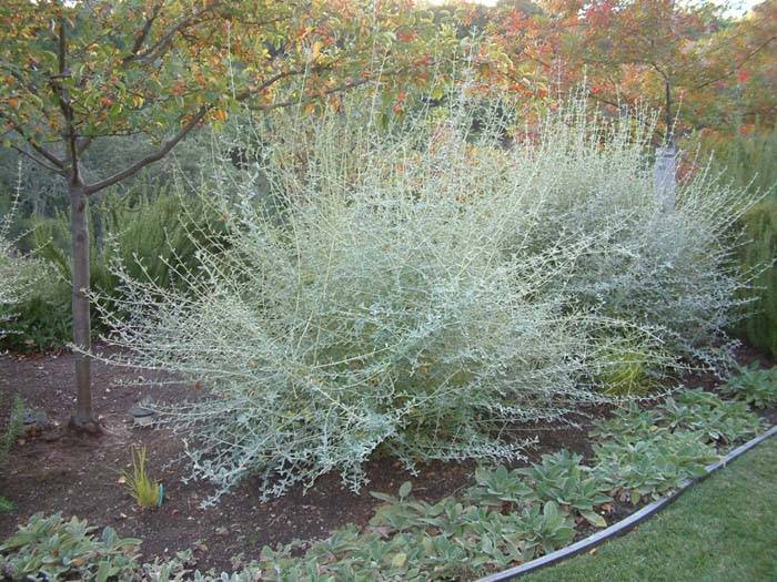Teucrium fruticans - Bush Germander | PlantMaster