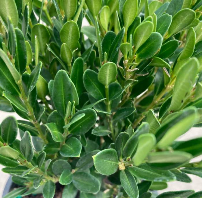 Justin Brouwers Boxwood 27 Varieties Of Boxwood For Your Garden