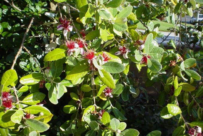 Acca sellowiana - Pineapple Guava | PlantMaster