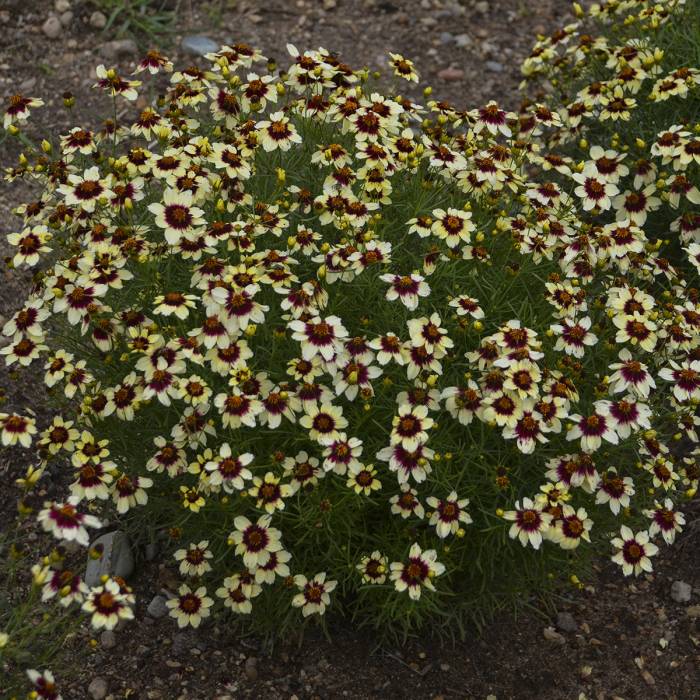 Coreopsis spp. - Tickseed | PlantMaster