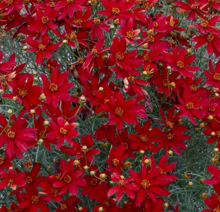 Coreopsis spp. - Tickseed | PlantMaster