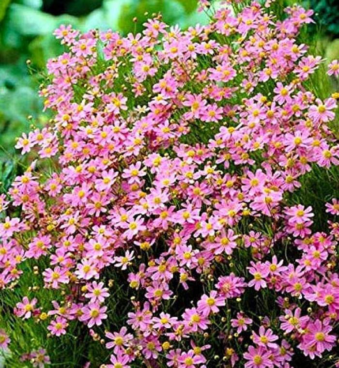 Coreopsis spp. - Tickseed | PlantMaster