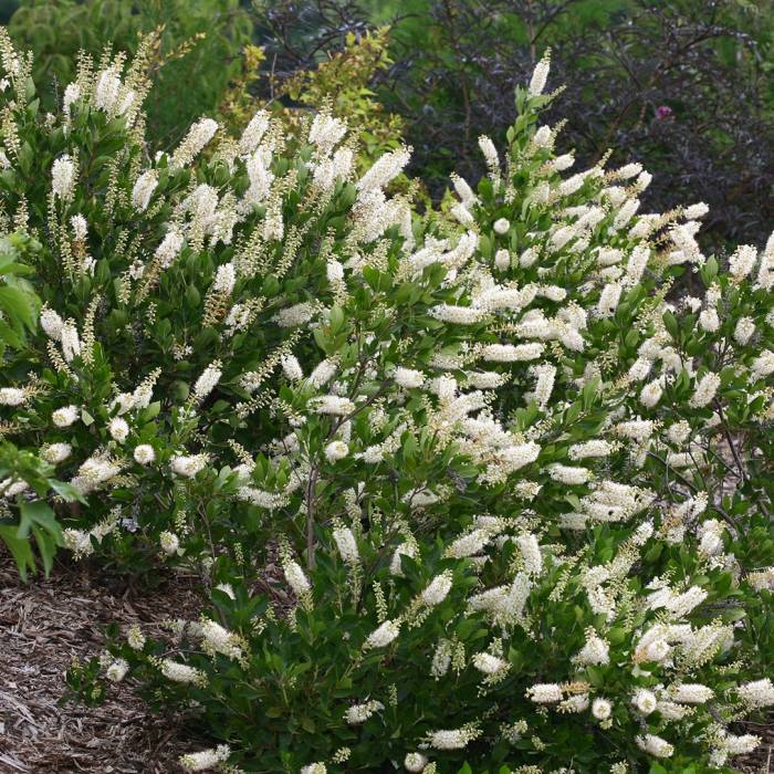 Itea virginica 'Fizzy Mizzy' - Fizzy Mizzy Virginia Sweetspire ...